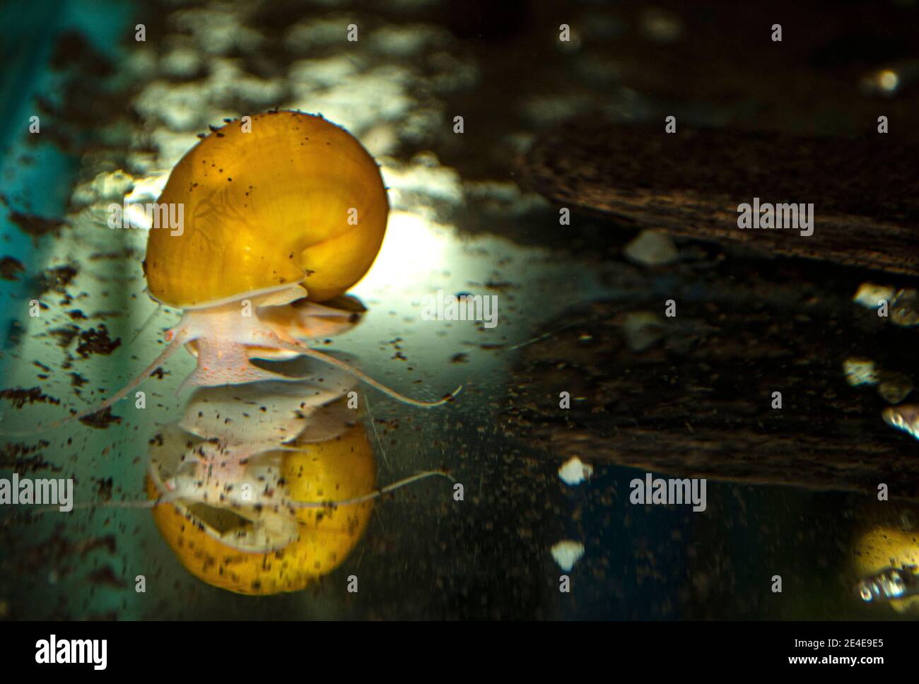 Apple snail pet hi-res stock photography and images - Alamy