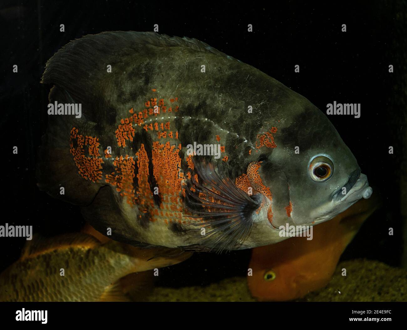 Oscar fish hi-res stock photography and images - Alamy