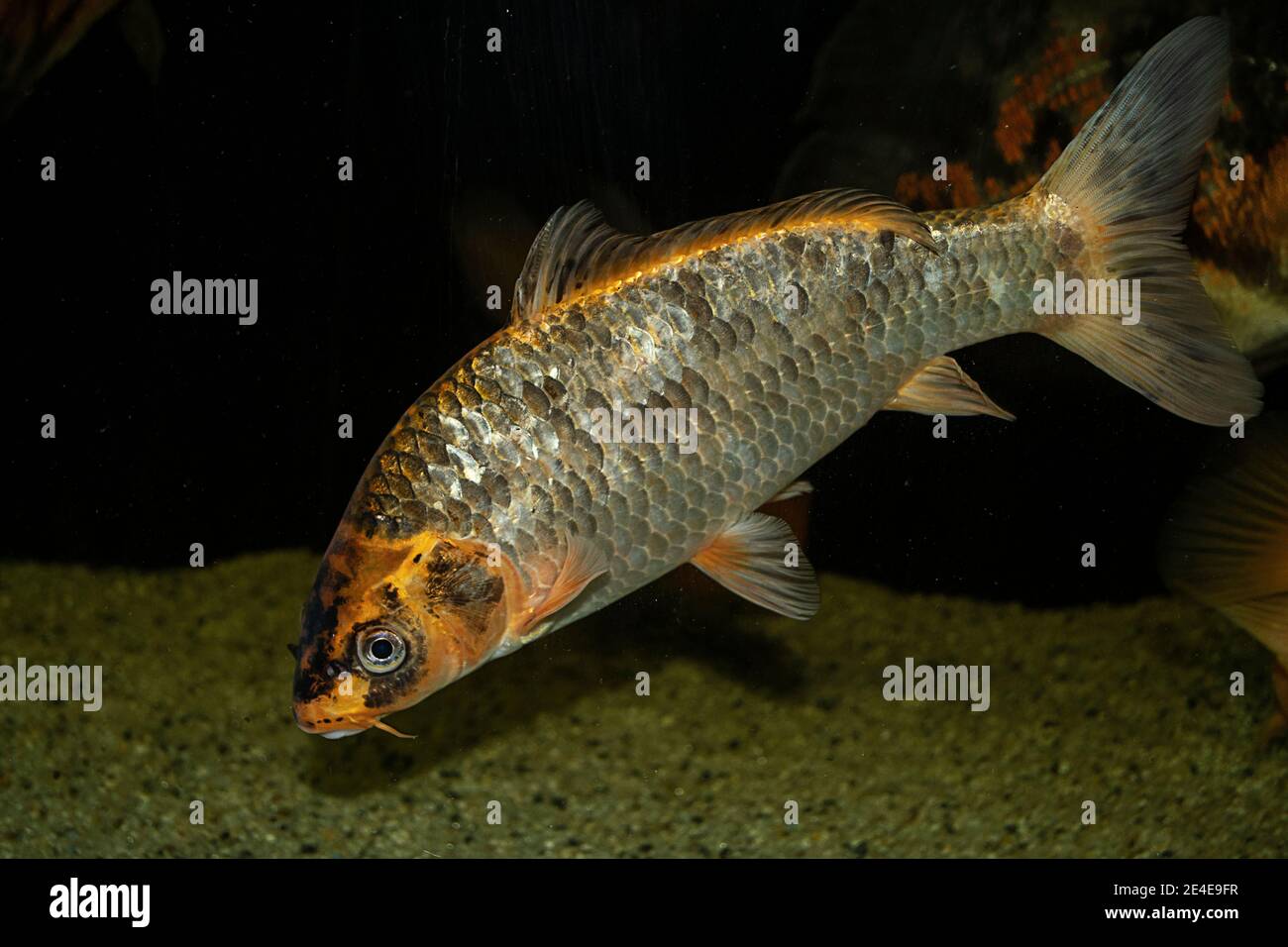 Colorful koi fish in freshwater aquarium Stock Photo - Alamy