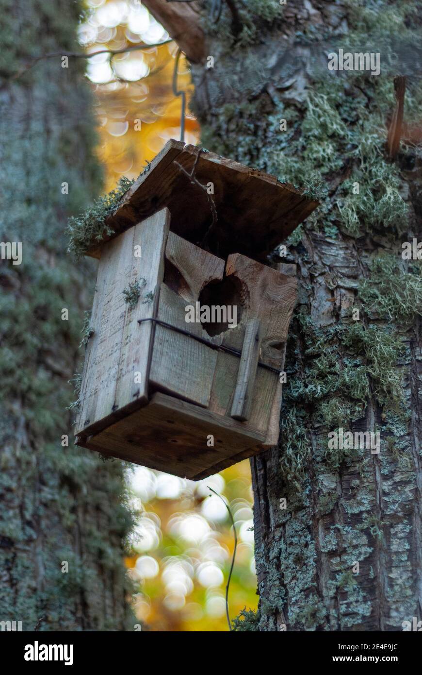 house for birds handmade wooden cage for birds in forest Stock Photo ...