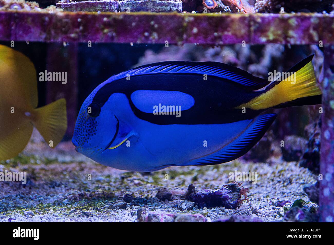 Blue surgeonfish (Paracanthurus hepatus), also known as the blue tang ...