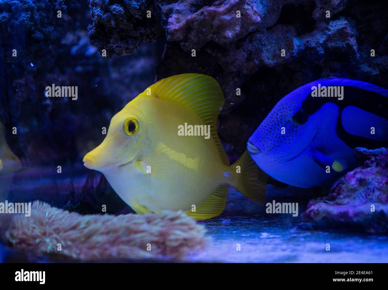 Blue surgeonfish (Paracanthurus hepatus), also known as the blue tang ...