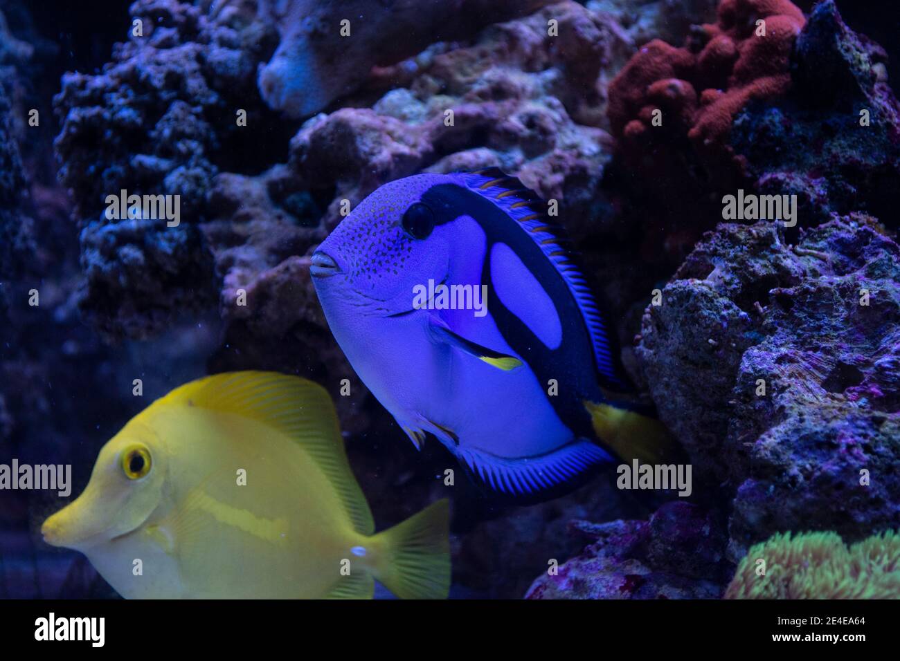 Blue surgeonfish (Paracanthurus hepatus), also known as the blue tang ...