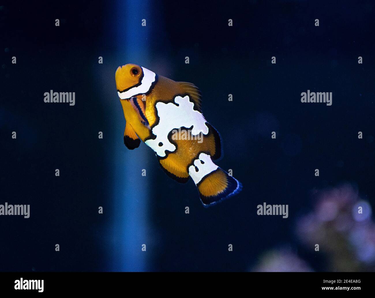 Freshwater Angelfish High Resolution Stock Photography and Images - Alamy