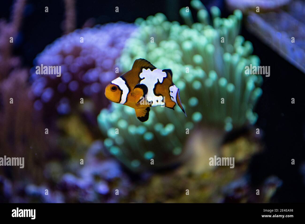Amphiprion Ocellaris Clownfish In Marine Aquarium (Nemo fish Stock ...