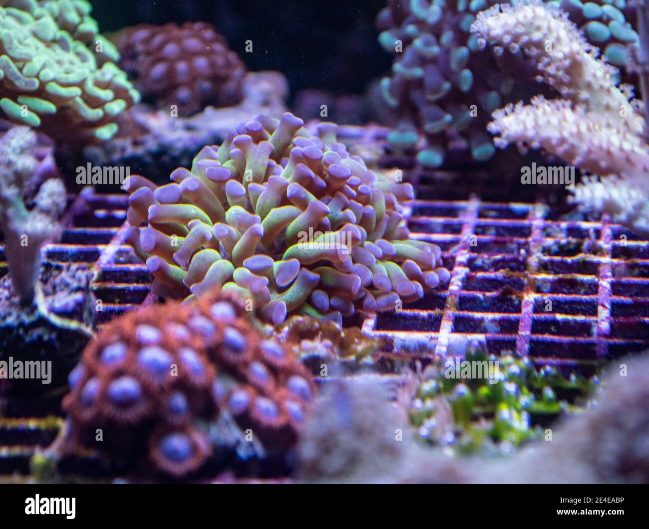 Euphyllia hammer LPS coral in marine aquarium Stock Photo - Alamy