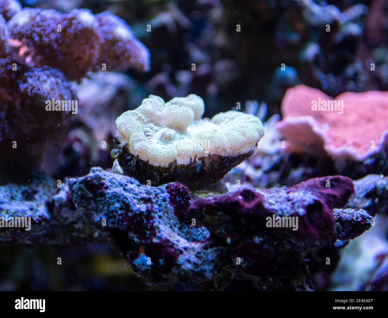 Reef tank fish hi-res stock photography and images - Alamy