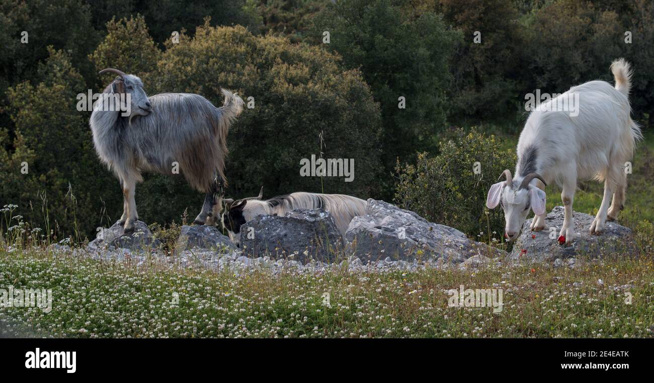 Long hair goats hi-res stock photography and images - Alamy