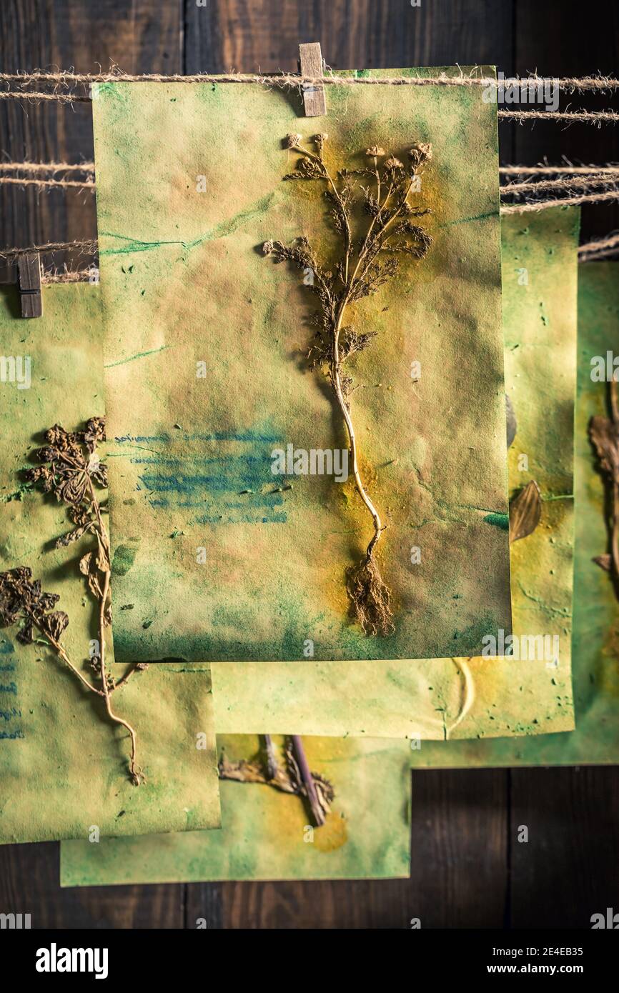 Herbal laboratory with dried plants and herbs on string Stock Photo - Alamy
