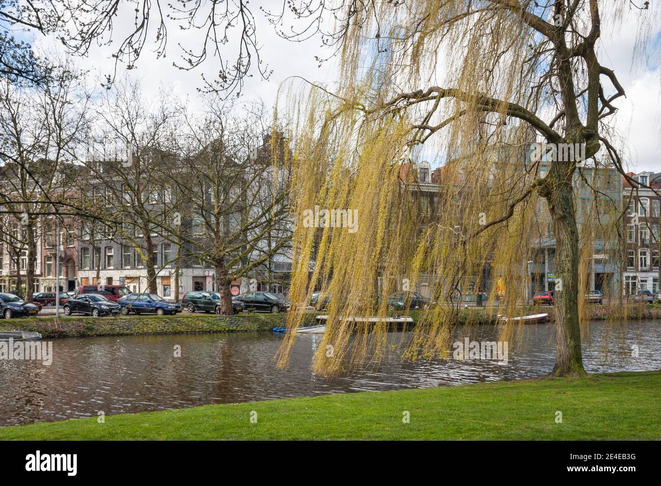 Salix structure hi-res stock photography and images - Alamy