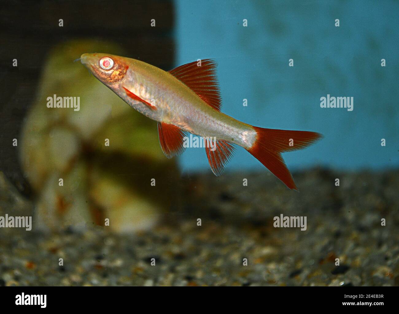 Albino Red Fin Shark