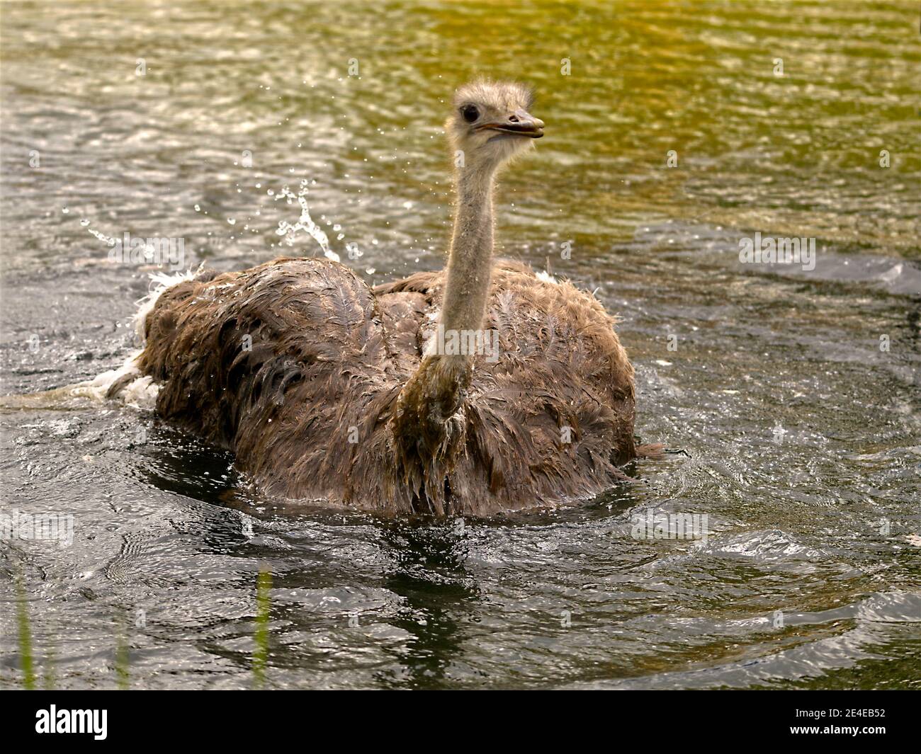 Female Ostrich (Struthio camelus) in water Stock Photo - Alamy