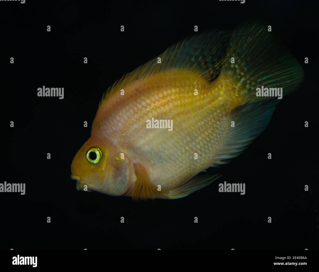 Parrot fish in aquarium hi-res stock photography and images - Alamy