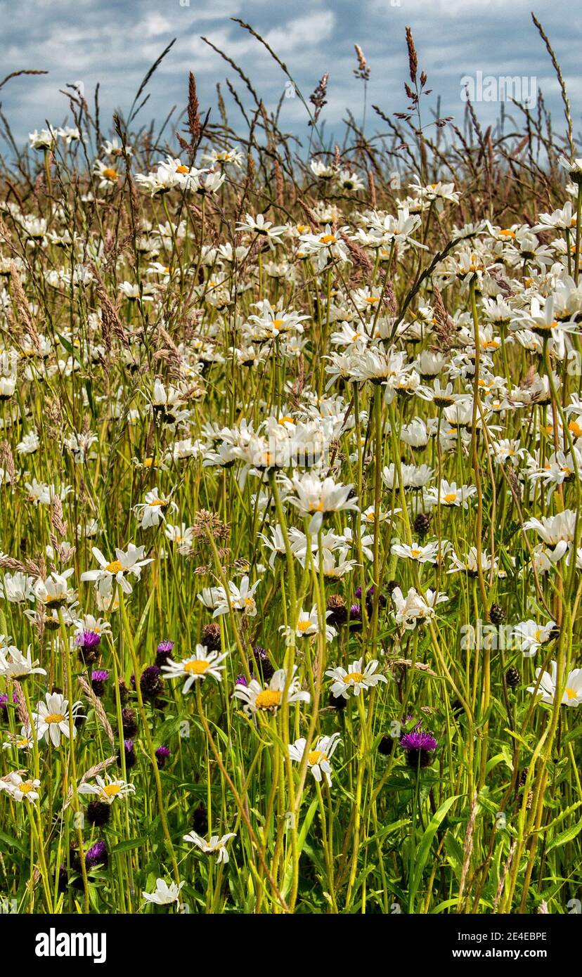 Spring moon hi-res stock photography and images - Alamy