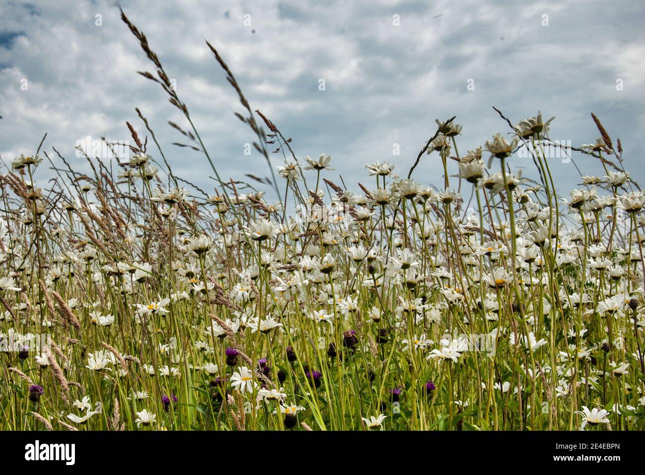 Moon grass hi-res stock photography and images - Alamy