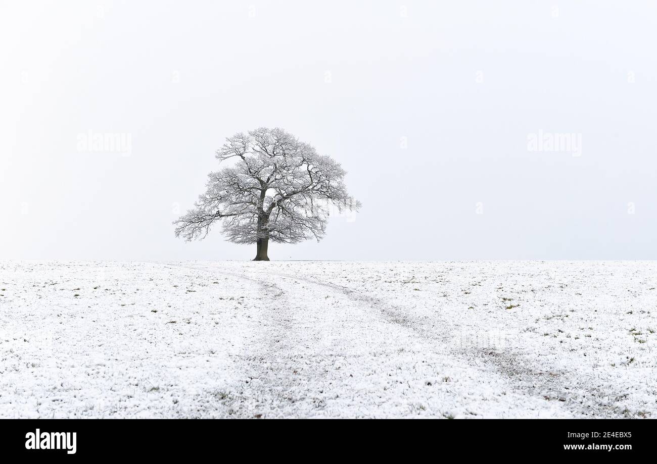 Leicester, Leicestershire, UK 23rd Jan 2021. UK. Weather. Snow. A lone ...