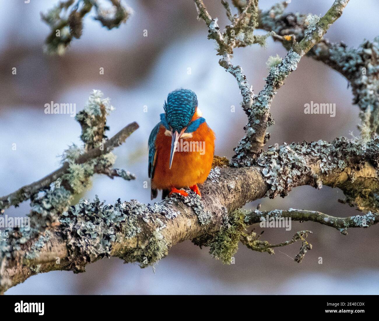 Lothian birding hi-res stock photography and images - Alamy