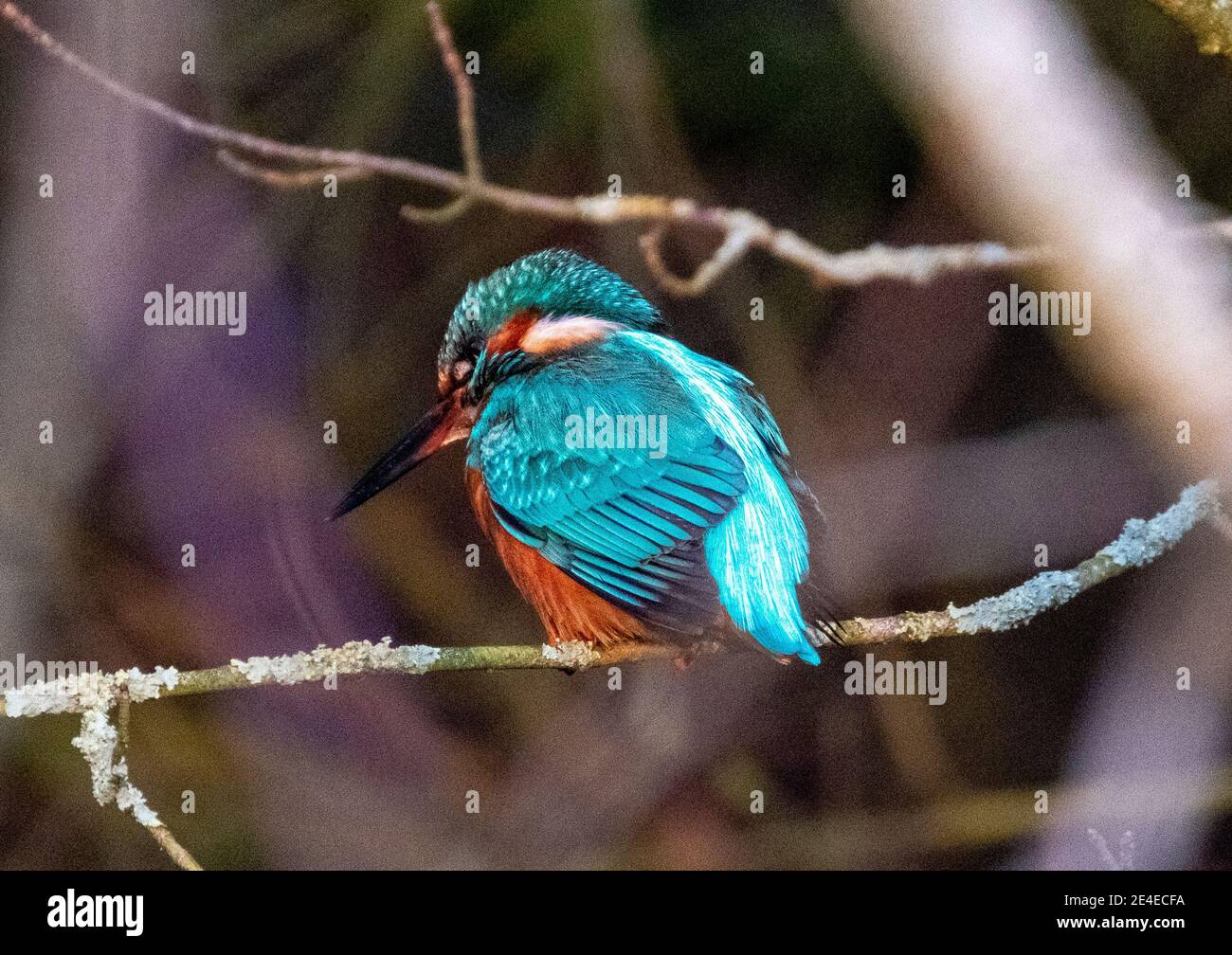 Lothian birding hi-res stock photography and images - Alamy