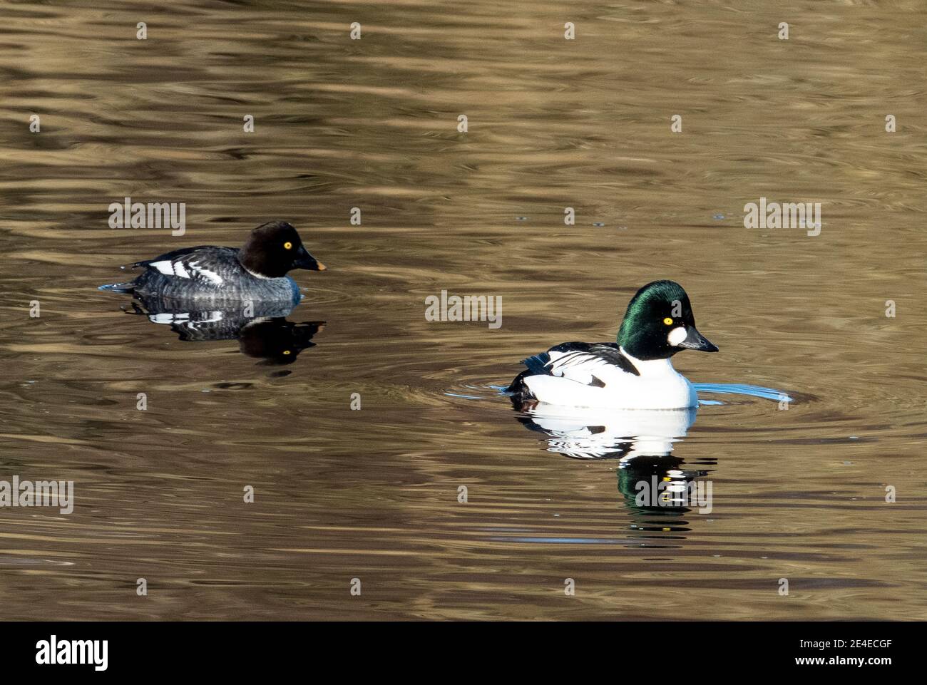 Hen common goldeneye hi-res stock photography and images - Alamy