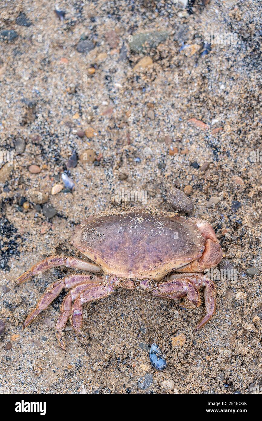 Tidal crab hi-res stock photography and images - Alamy