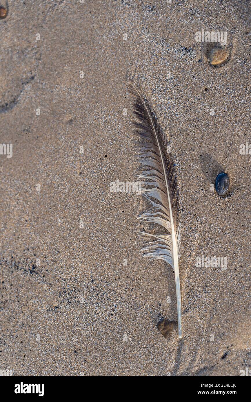 Feather barb hi-res stock photography and images - Alamy