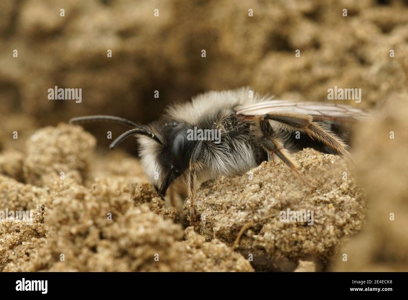 Close up of a male grey mining bee , Andrena vaga, on the ground Stock ...