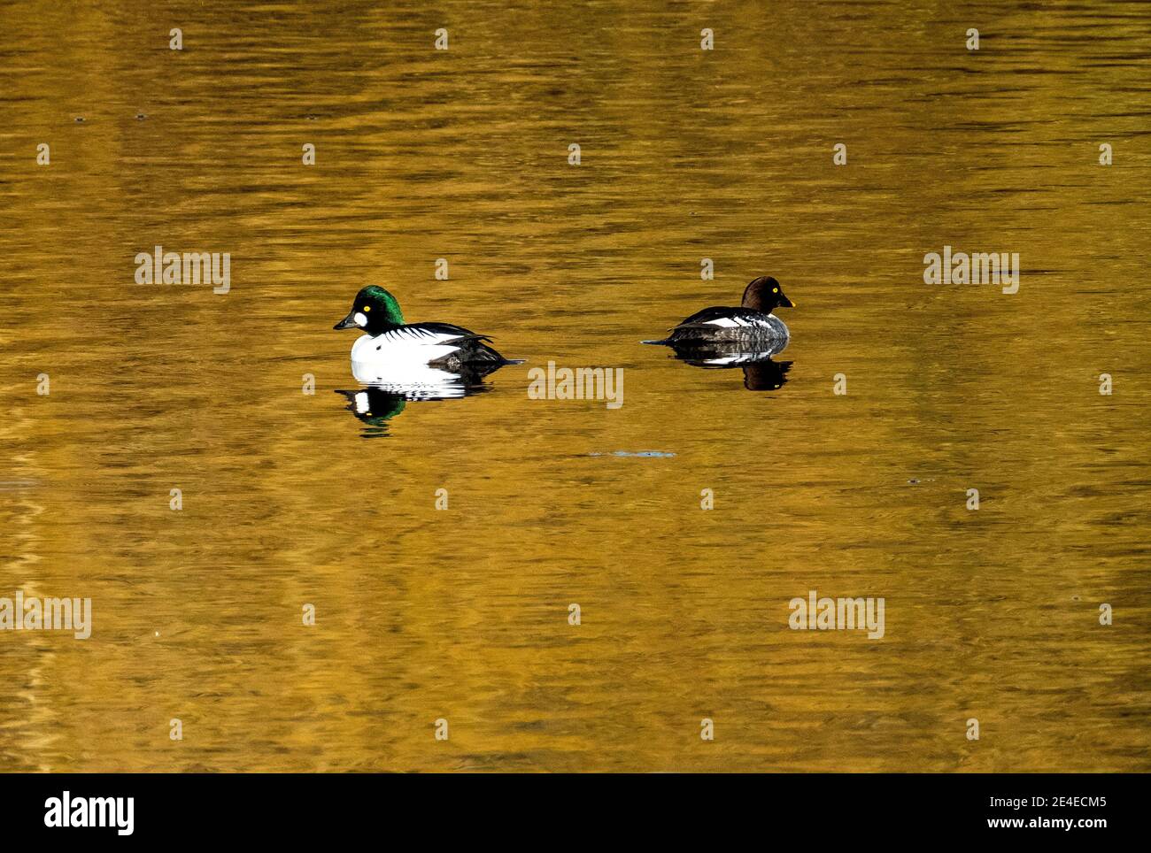 Female common goldeneye duck hi-res stock photography and images - Alamy