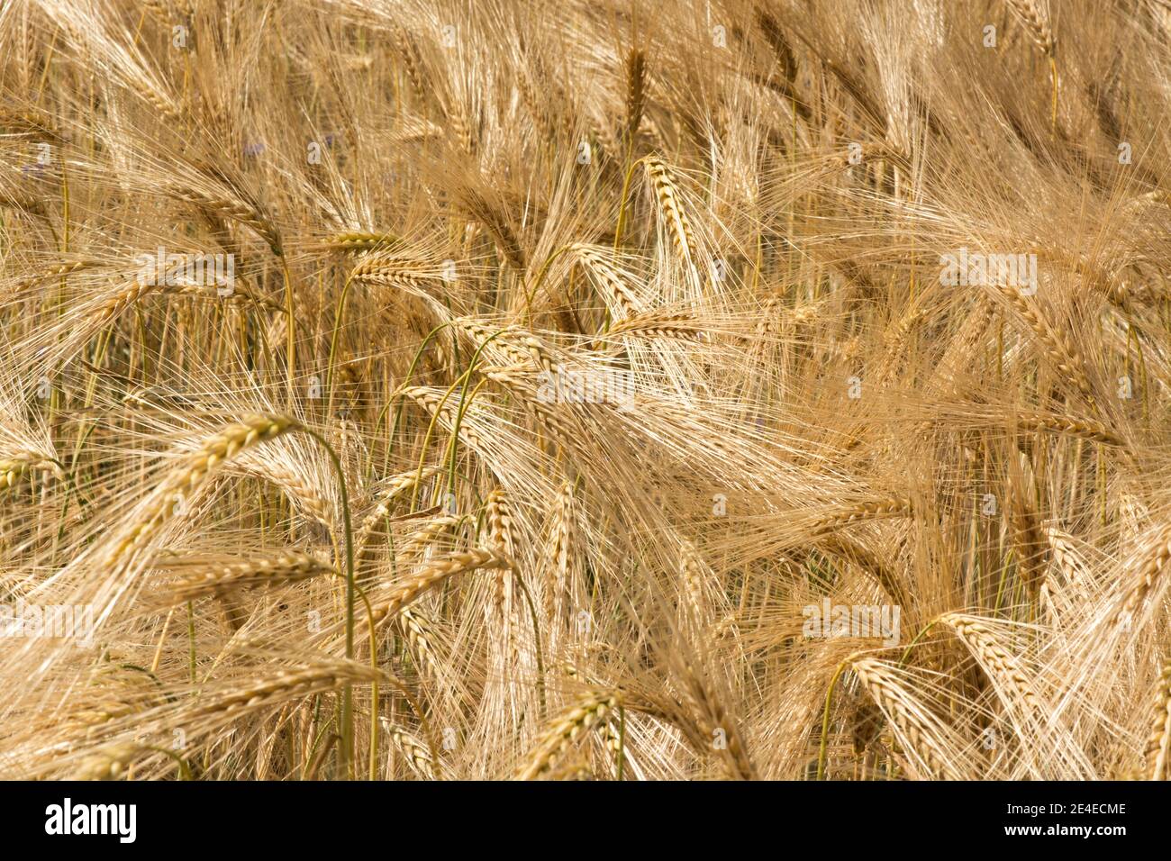 Rye corn hi-res stock photography and images - Alamy
