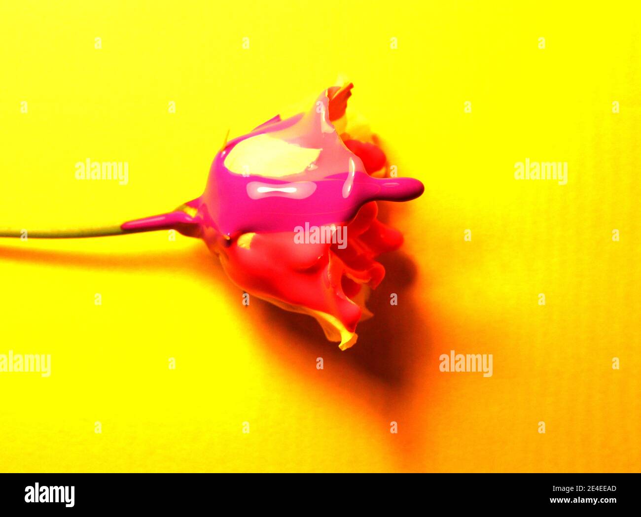 A photograph of vibrant pink and purple paint dripping from a rose ...