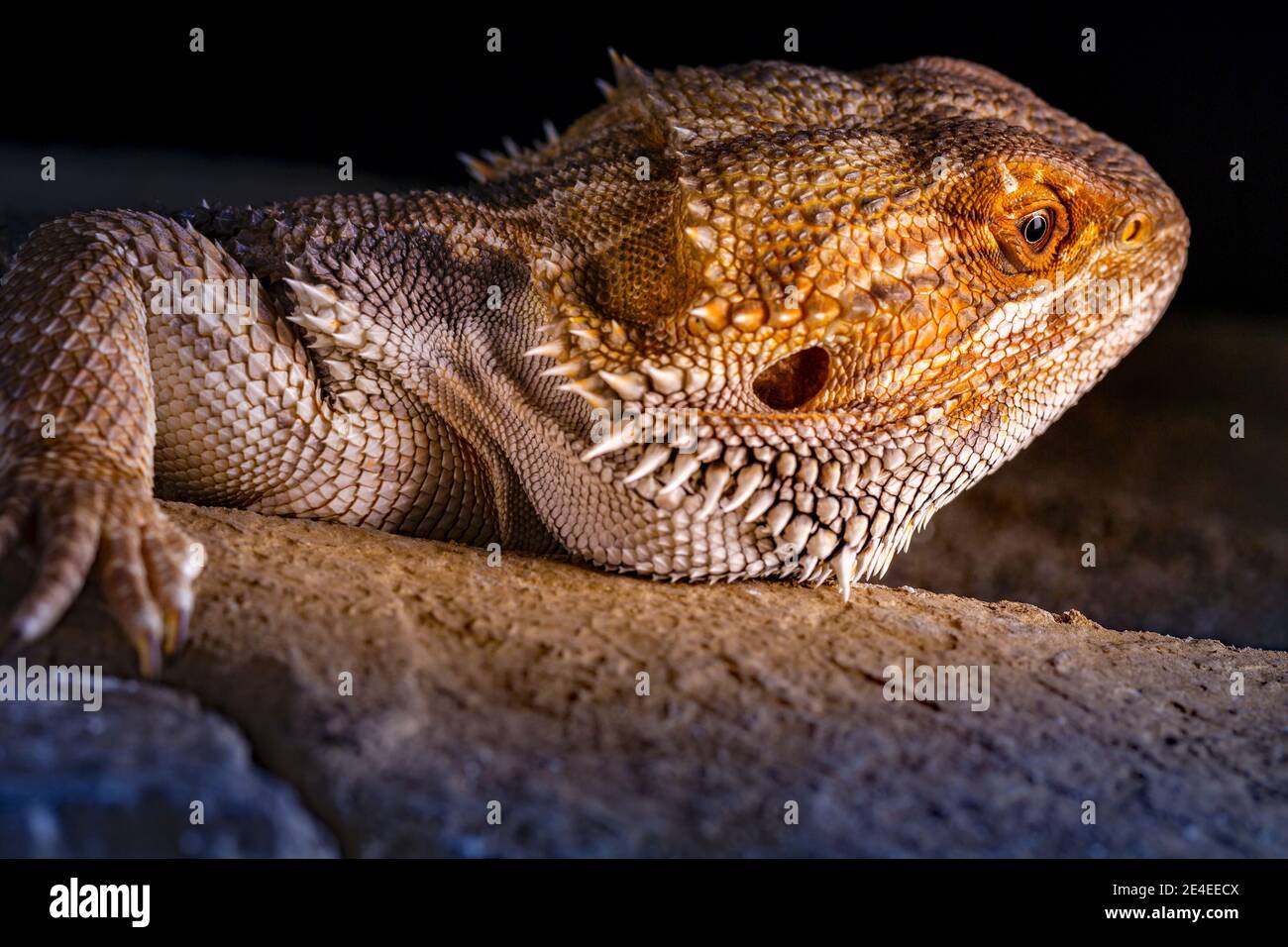 Pogona species hi-res stock photography and images - Alamy