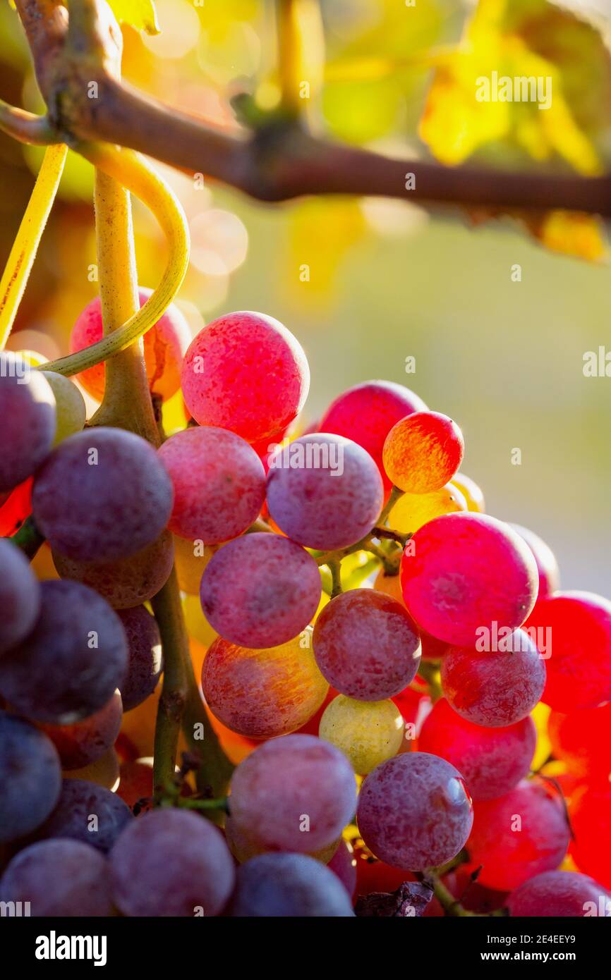 Rainbow grapes hi-res stock photography and images - Alamy