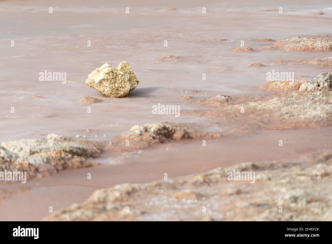 A rock in a pink lake close up from algae, salt, and minerals in Ras al ...