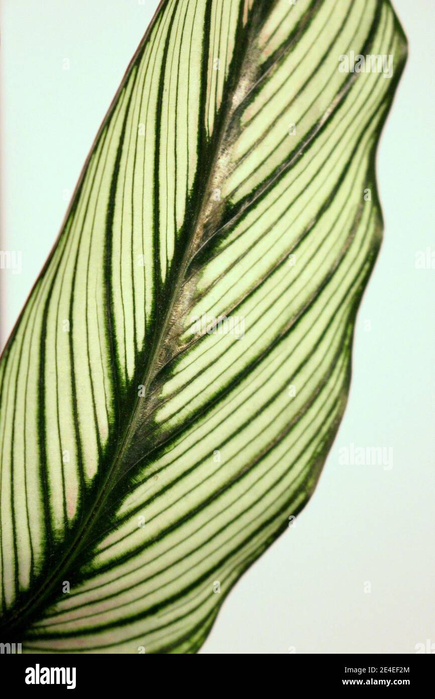 Calathea plant hi-res stock photography and images - Alamy