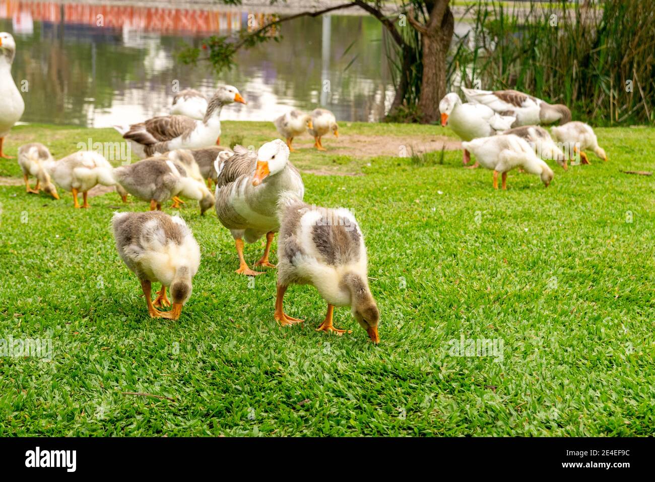 Group of fluffy domestic geese on a field Stock Photo - Alamy
