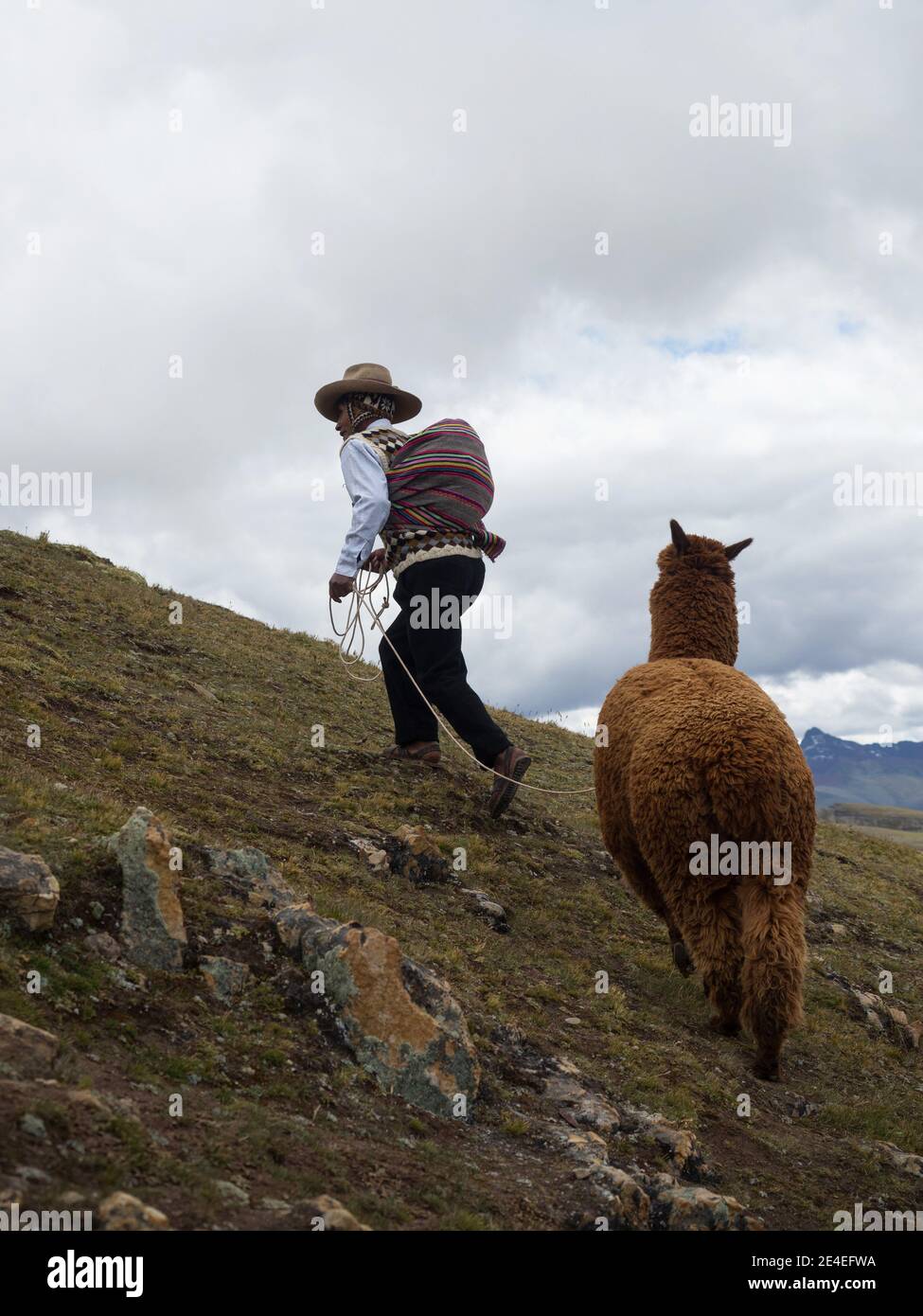Peruvian man in traditional andean indigenous clothes hiking with ...