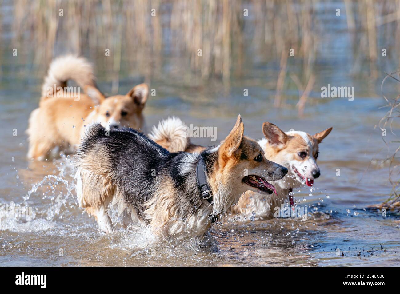 Corgi Jumping Into Water