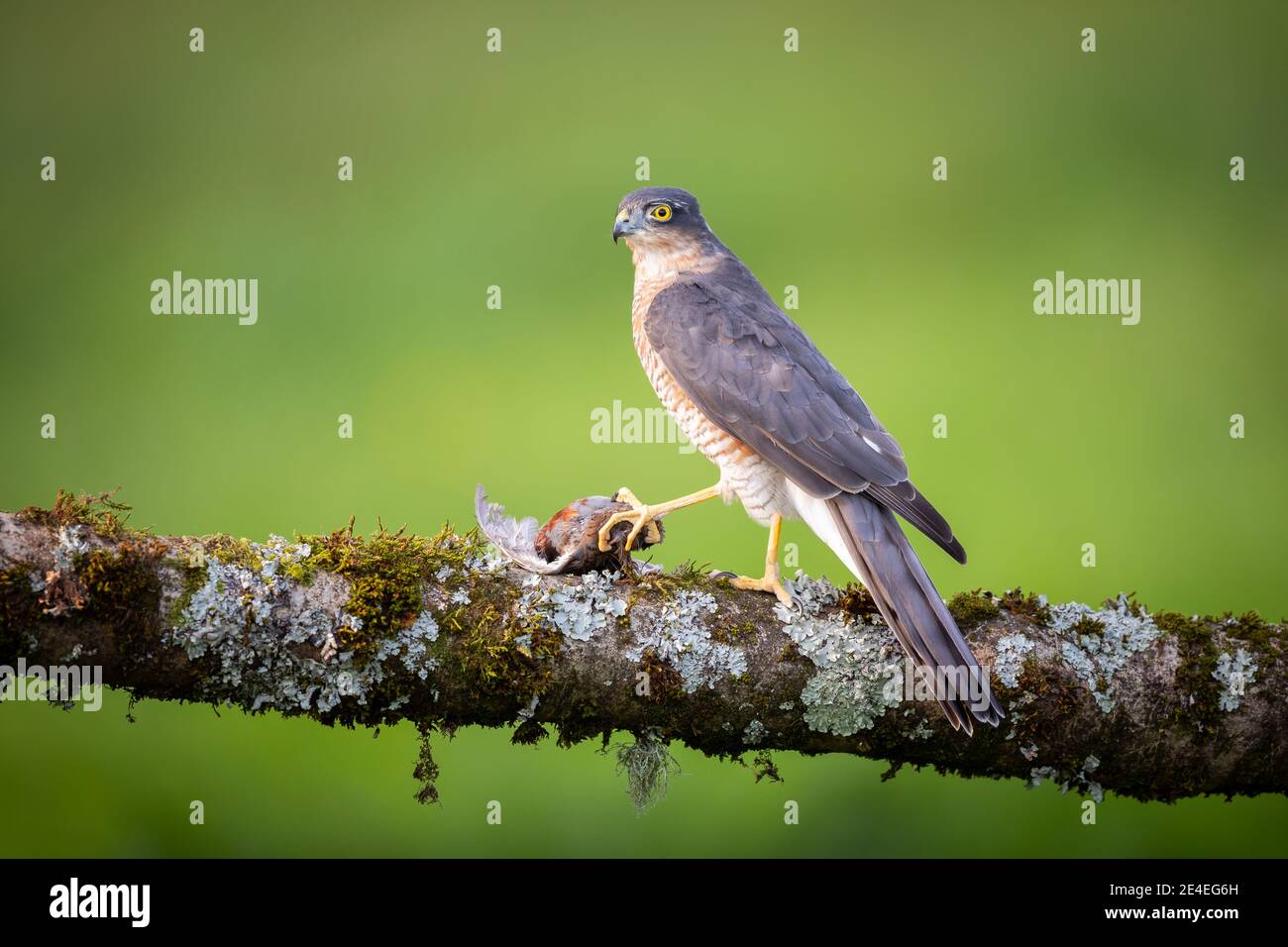 British sparrowhawk hi-res stock photography and images - Alamy