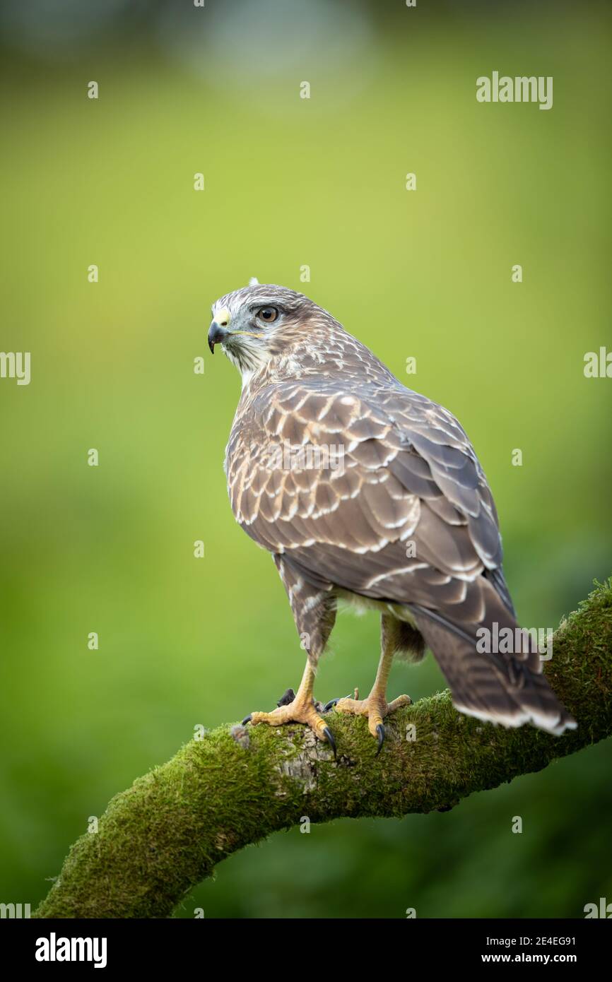 Common buzzard powerful bird hi-res stock photography and images - Alamy