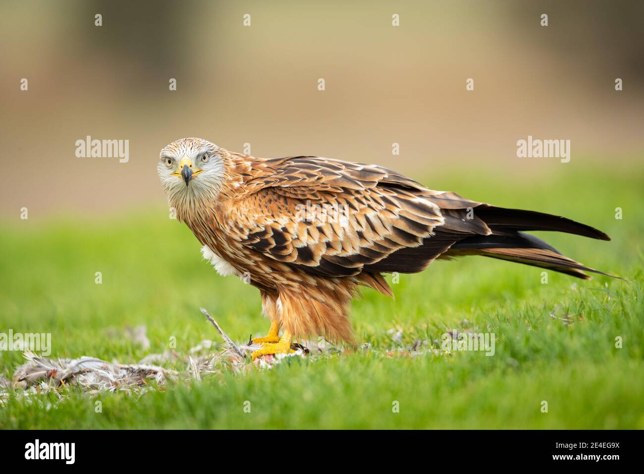 Red kite talons hi-res stock photography and images - Alamy