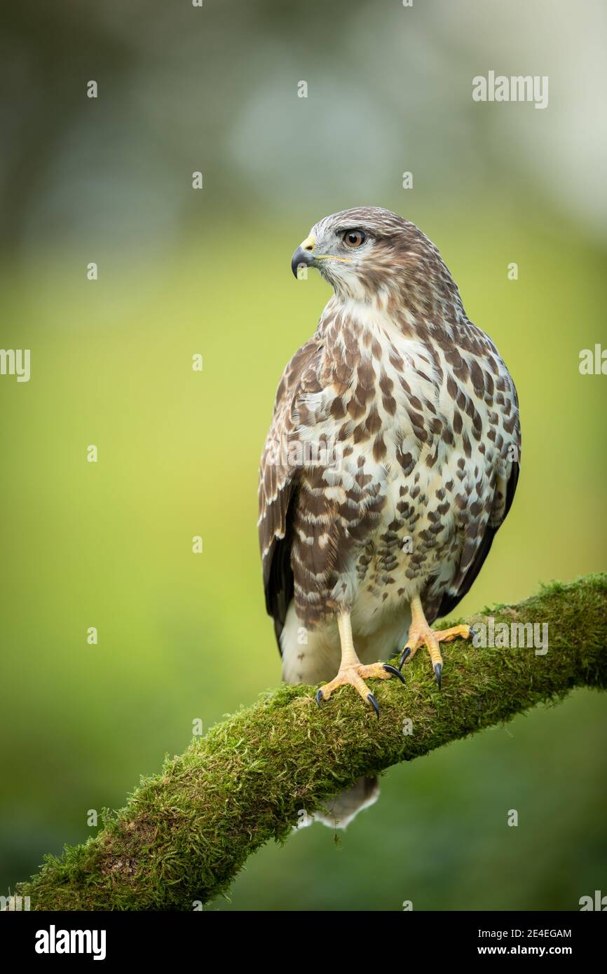 Common buzzard powerful bird hi-res stock photography and images - Alamy