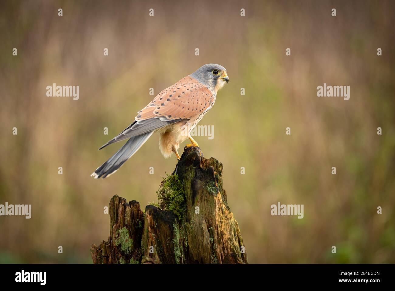 Feathers of majestic raptor hi-res stock photography and images - Alamy