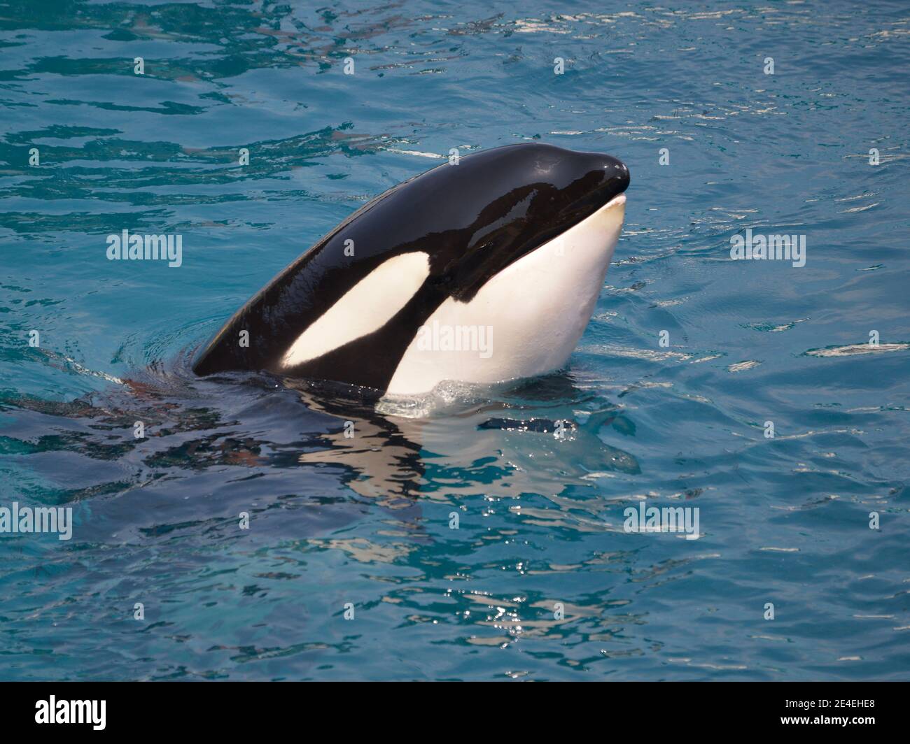 Whale closeup hi-res stock photography and images - Alamy