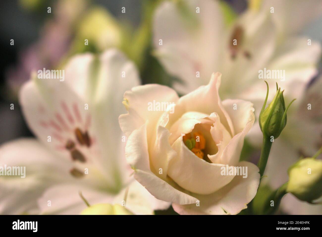 Bunch of cream flowers hi-res stock photography and images - Alamy