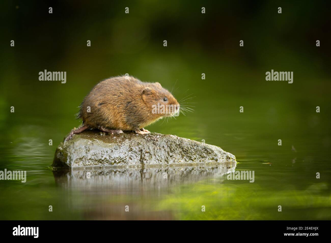 Cute water vole hi-res stock photography and images - Alamy
