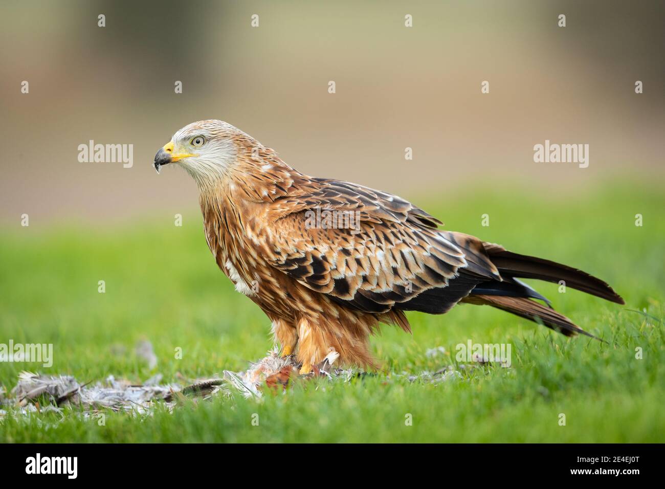 Red Kite on the ground eating Stock Photo - Alamy