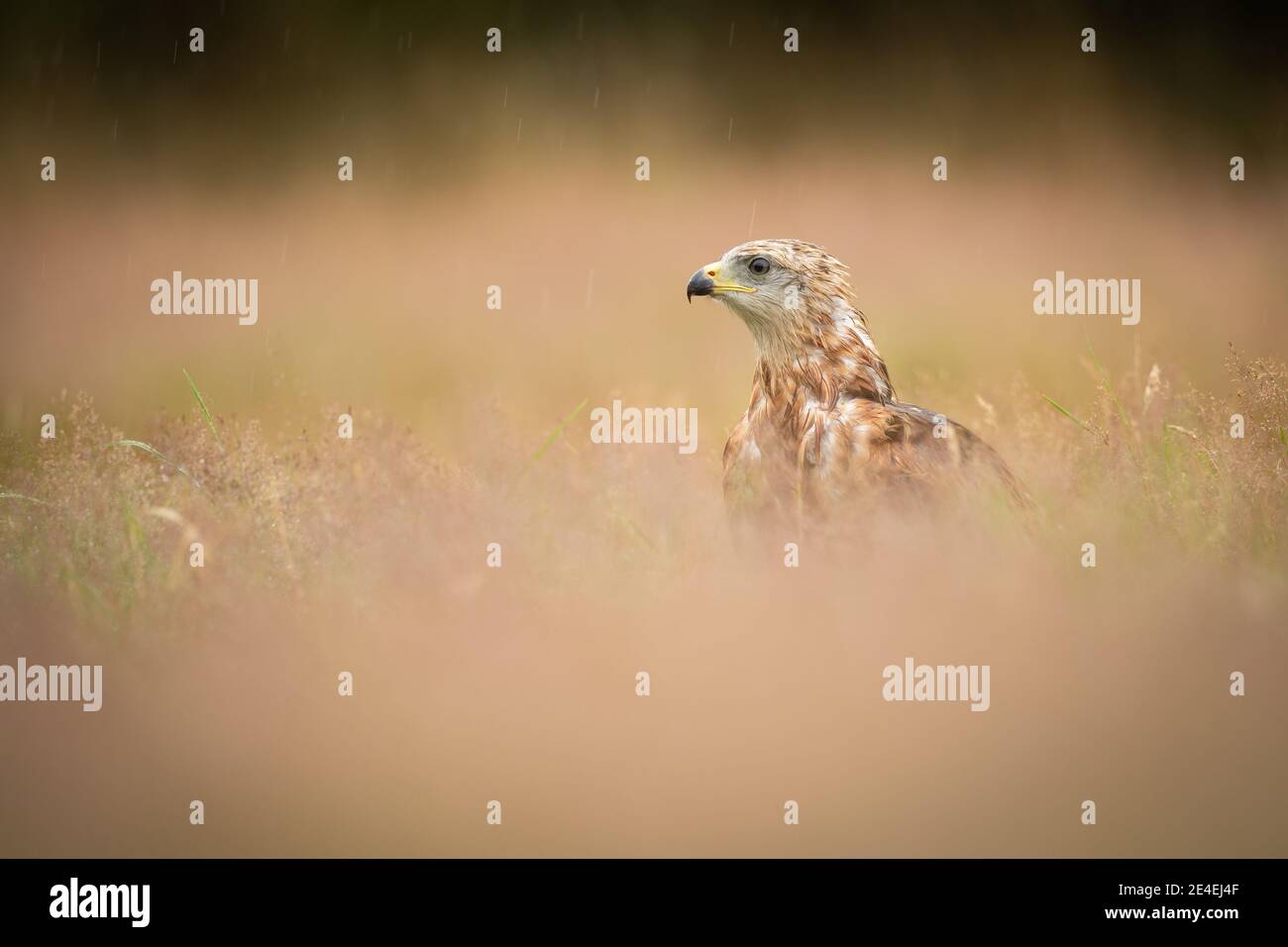 Kite on the ground hi-res stock photography and images - Alamy
