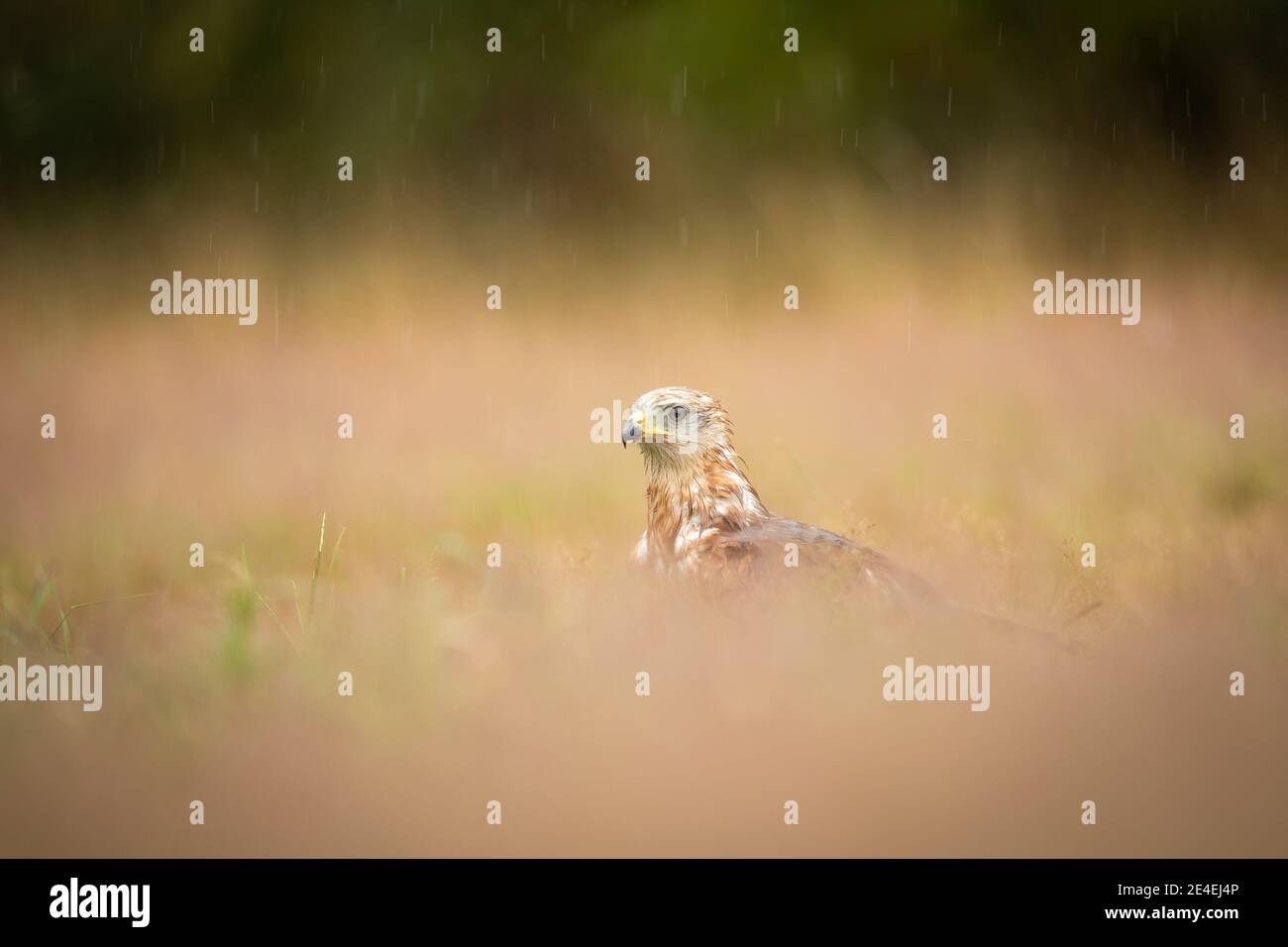 Red Kite on the ground eating Stock Photo - Alamy