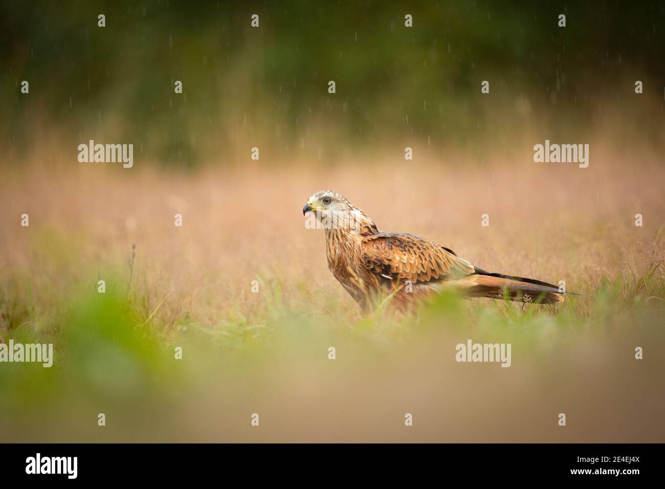 Red Kite on the ground eating Stock Photo - Alamy