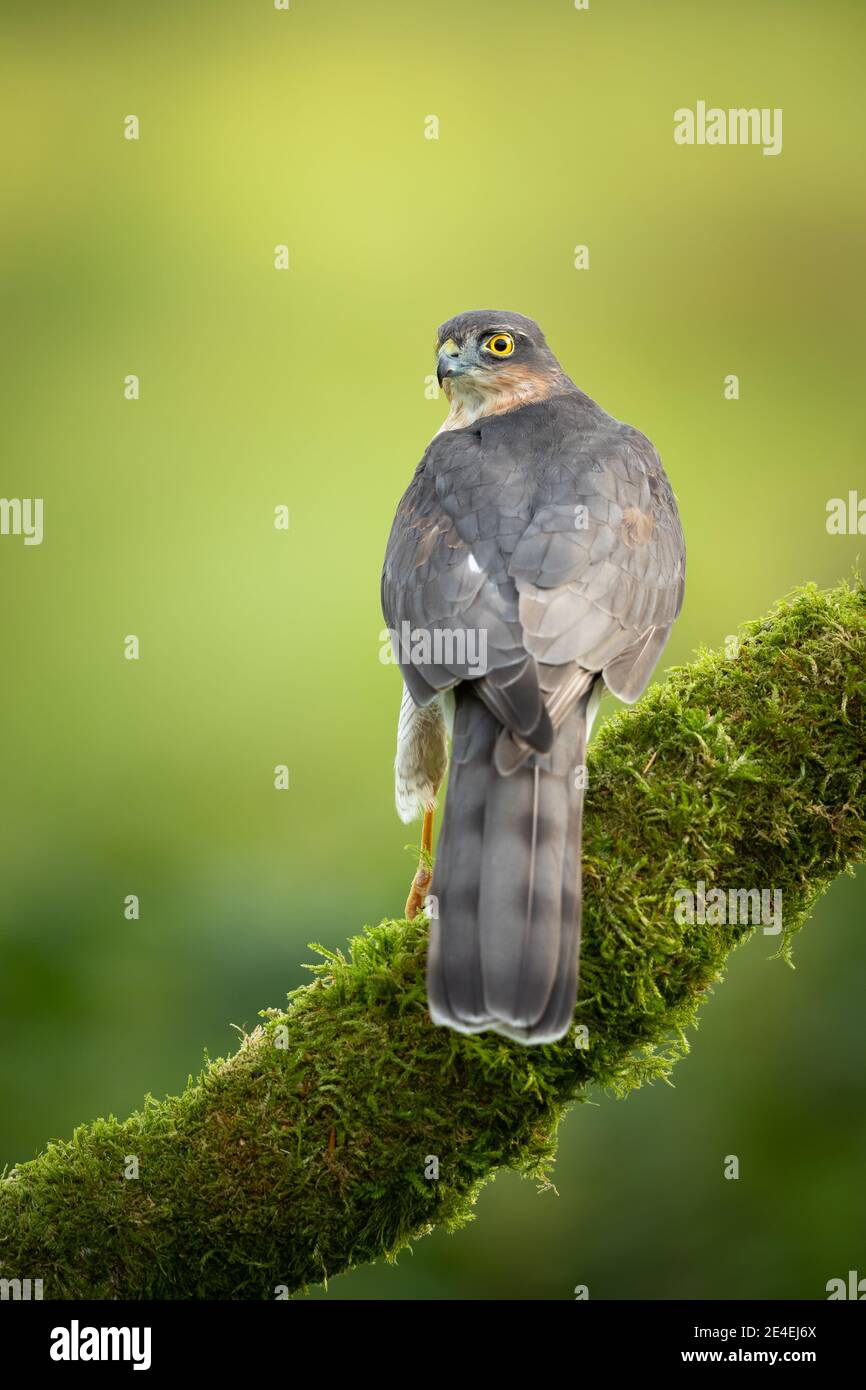 Sparrowhawk feather hi-res stock photography and images - Alamy
