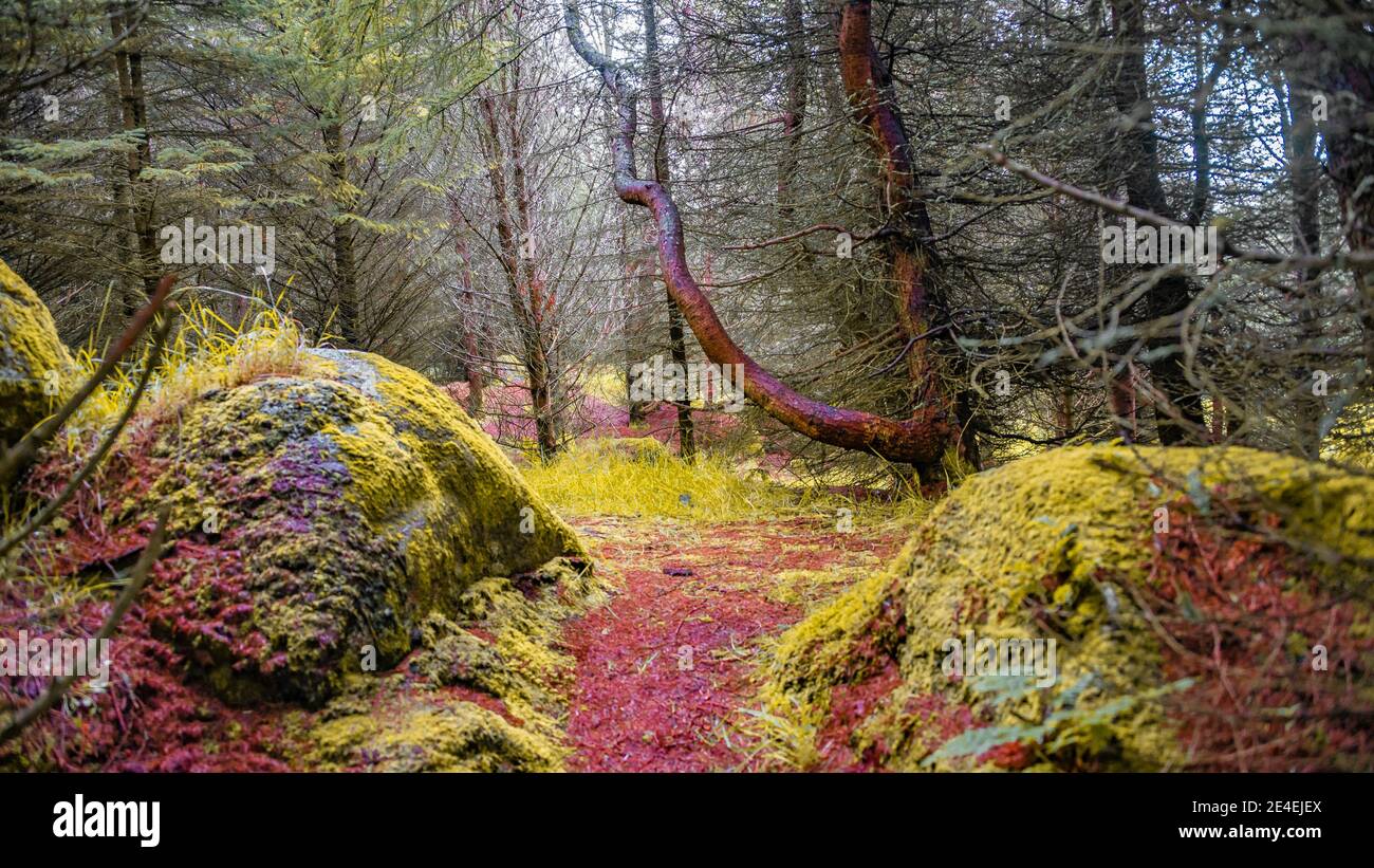 Magical fairytale forest with ancient evergreen trees, moos and lichen ...
